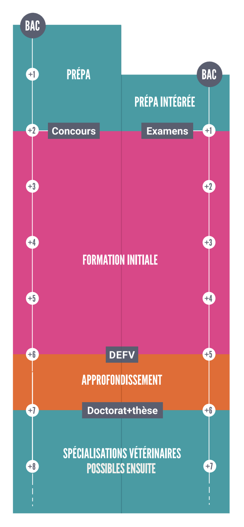 Quelles études pour devenir vétérinaire ? | L'Ordre national des ...