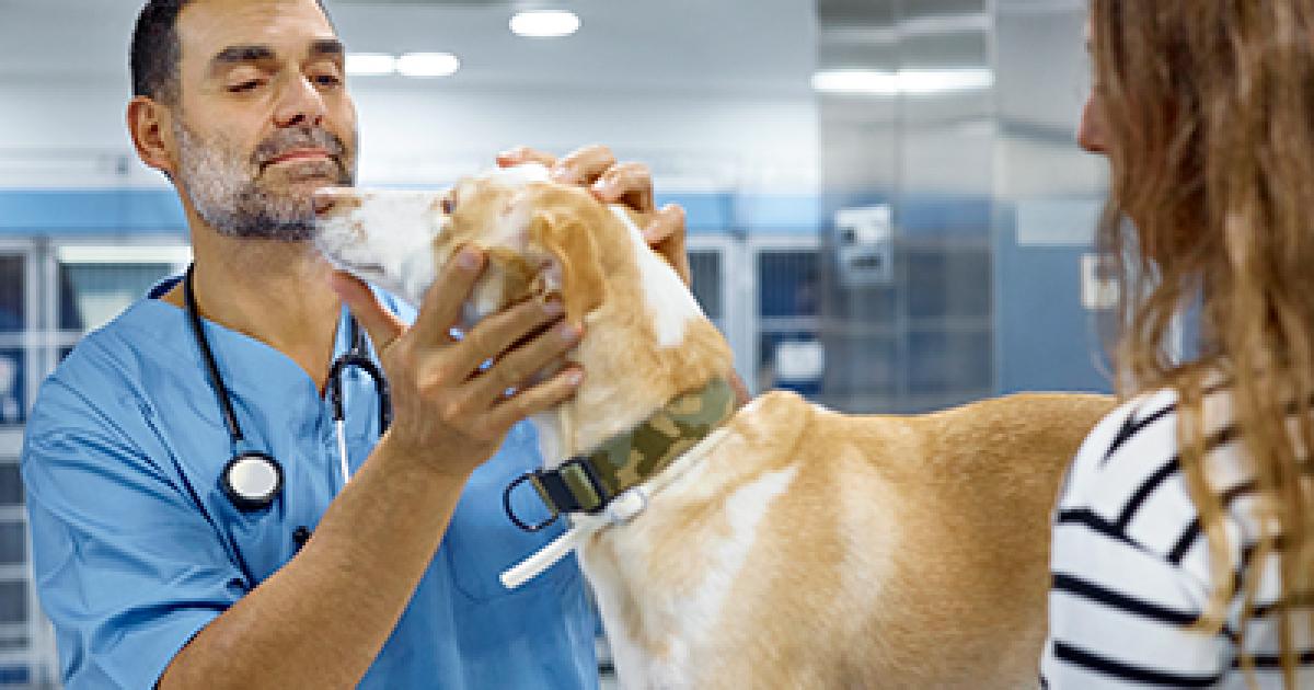 La profession vétérinaire | L'Ordre national des vétérinaires