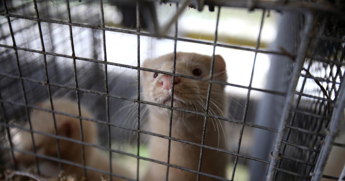 L'élevage d'animaux à fourrure | L'Ordre national des vétérinaires