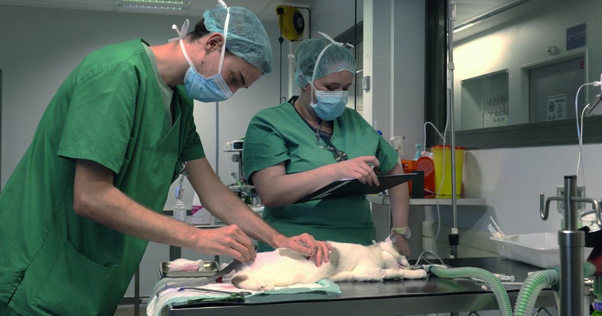 Vétérinaire pour animaux de compagnie | L'Ordre national des vétérinaires