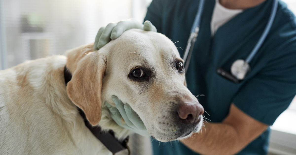 Une seule Violence : un concept au cœur de « One Health - Une seule ...